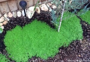 7 Walkable Ground Covers That Add Charm and Function to Your Yard (No ...